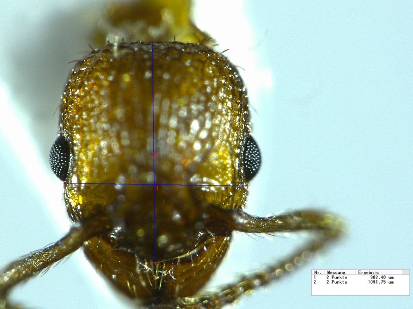 Gombákkal együtt élő hangyák: néha a fertőzés is előnnyé alakítható ...